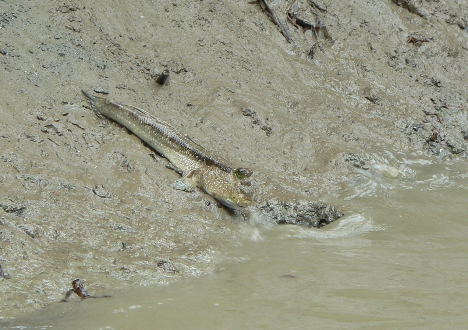 Mudskippers for food - Bushguide 101