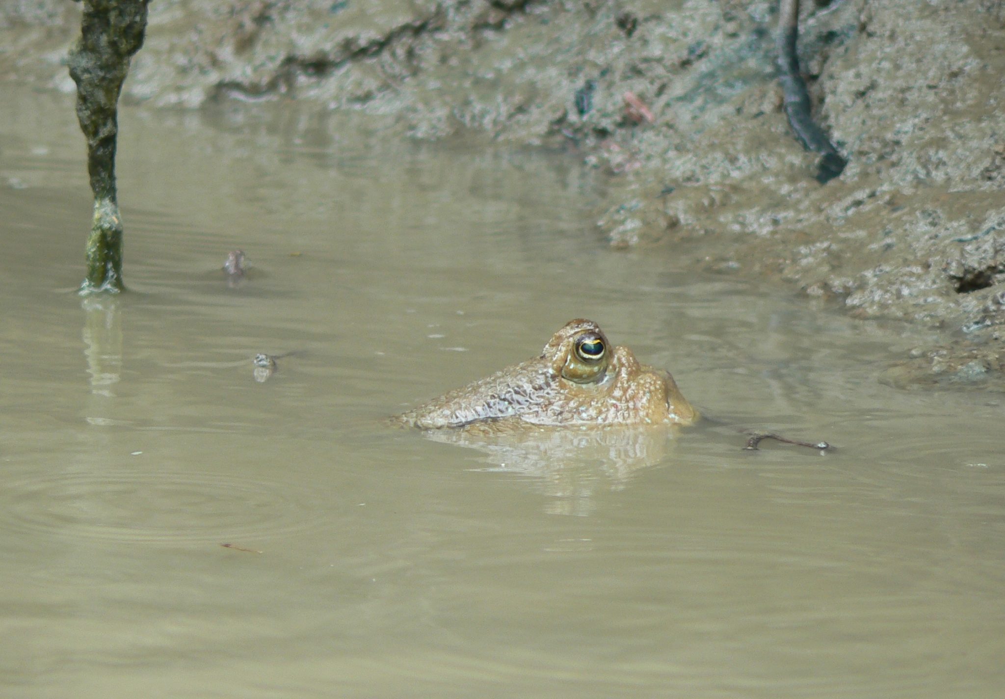 Mudskippers for food - Bushguide 101