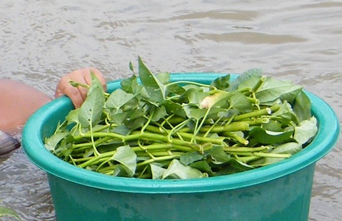 Collecting swamp morning glory - Bushguide 101