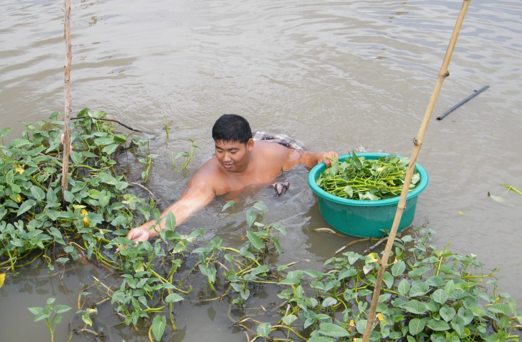 Collecting swamp morning glory - Bushguide 101