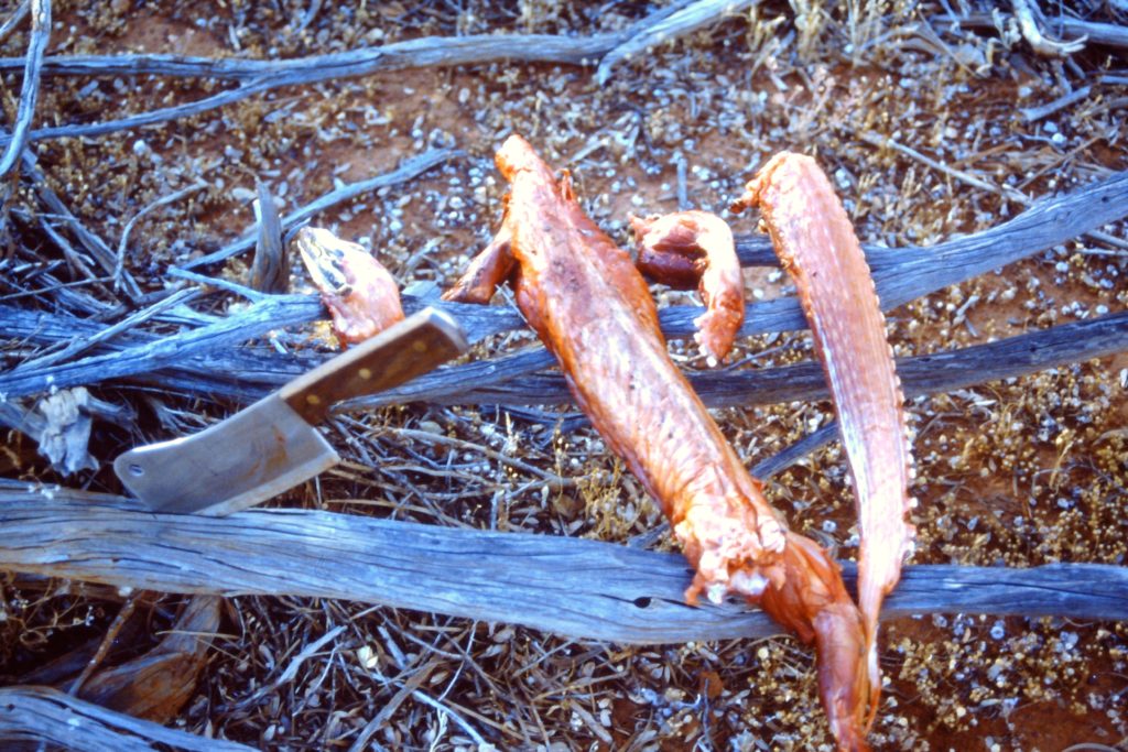 Eating a sand monitor lizard (Goanna) - Bushguide 101