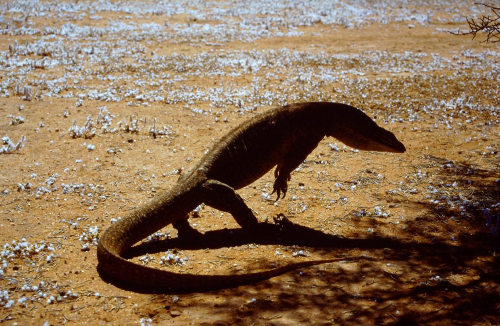 Spotting a magnificent sand monitor (Goanna) - Bushguide 101