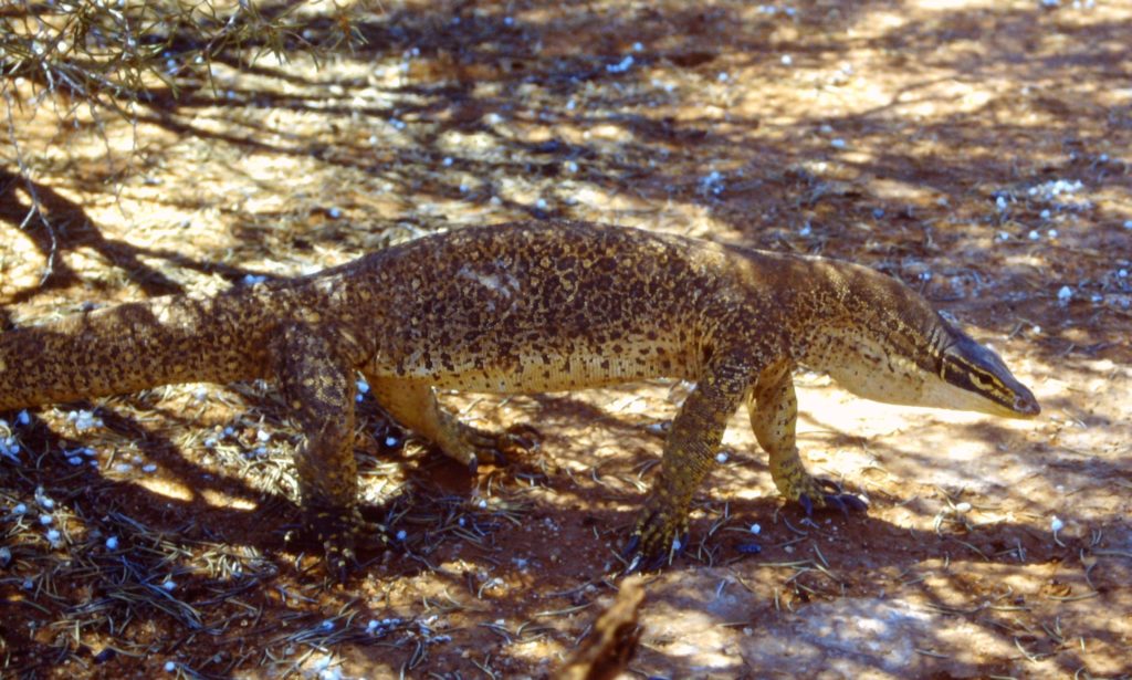 Spotting a magnificent sand monitor (Goanna) - Bushguide 101