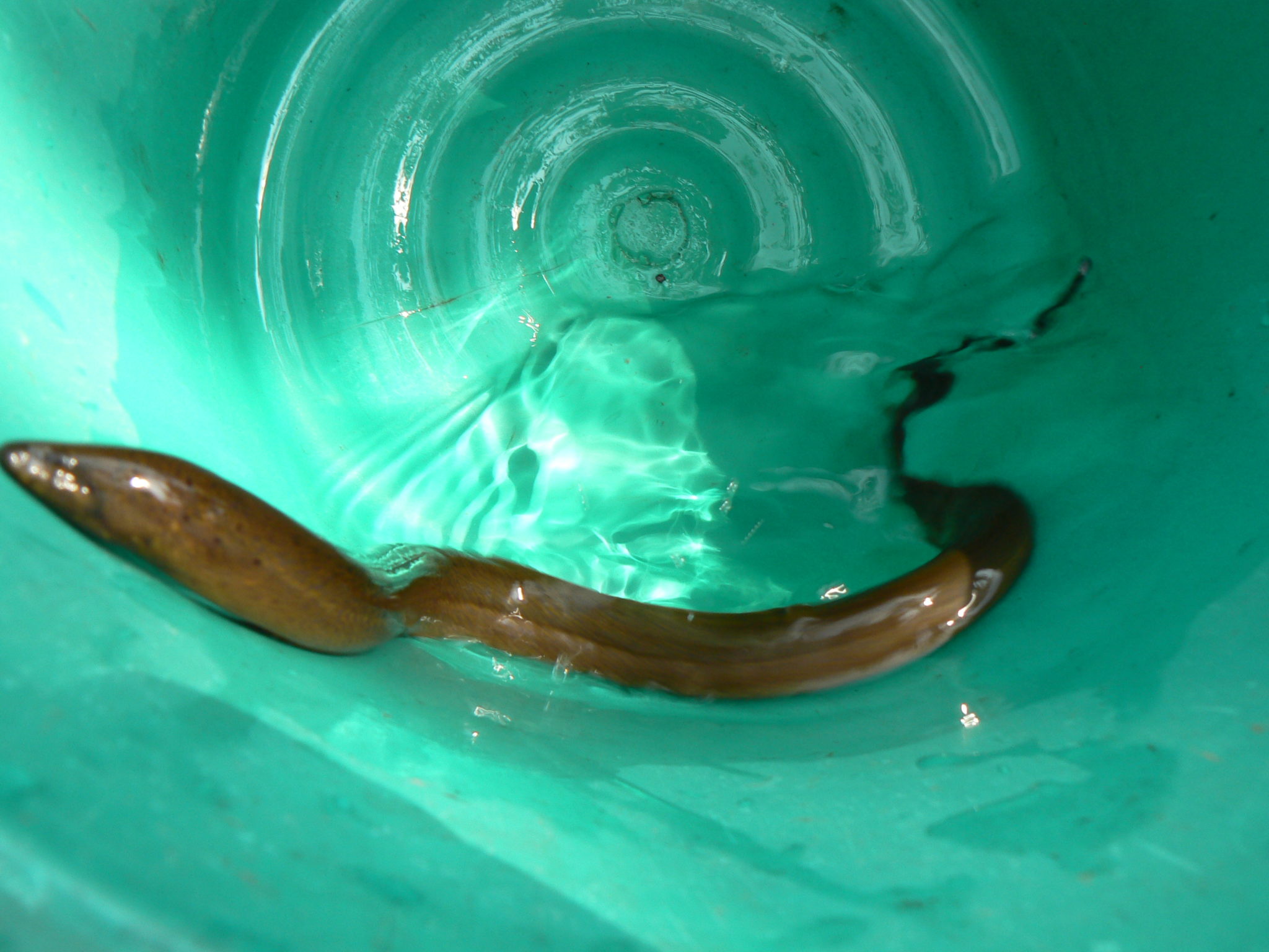 Catching and holding live eels - Bushguide 101