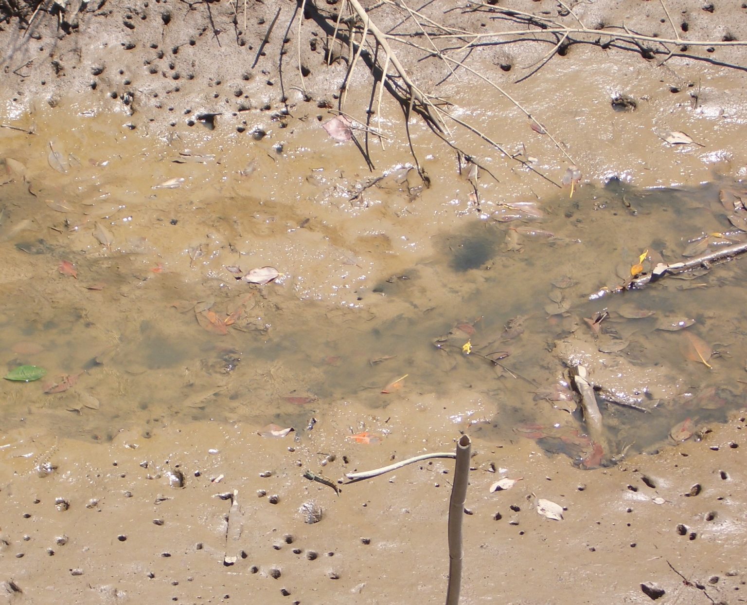 Mudskippers for food - Bushguide 101