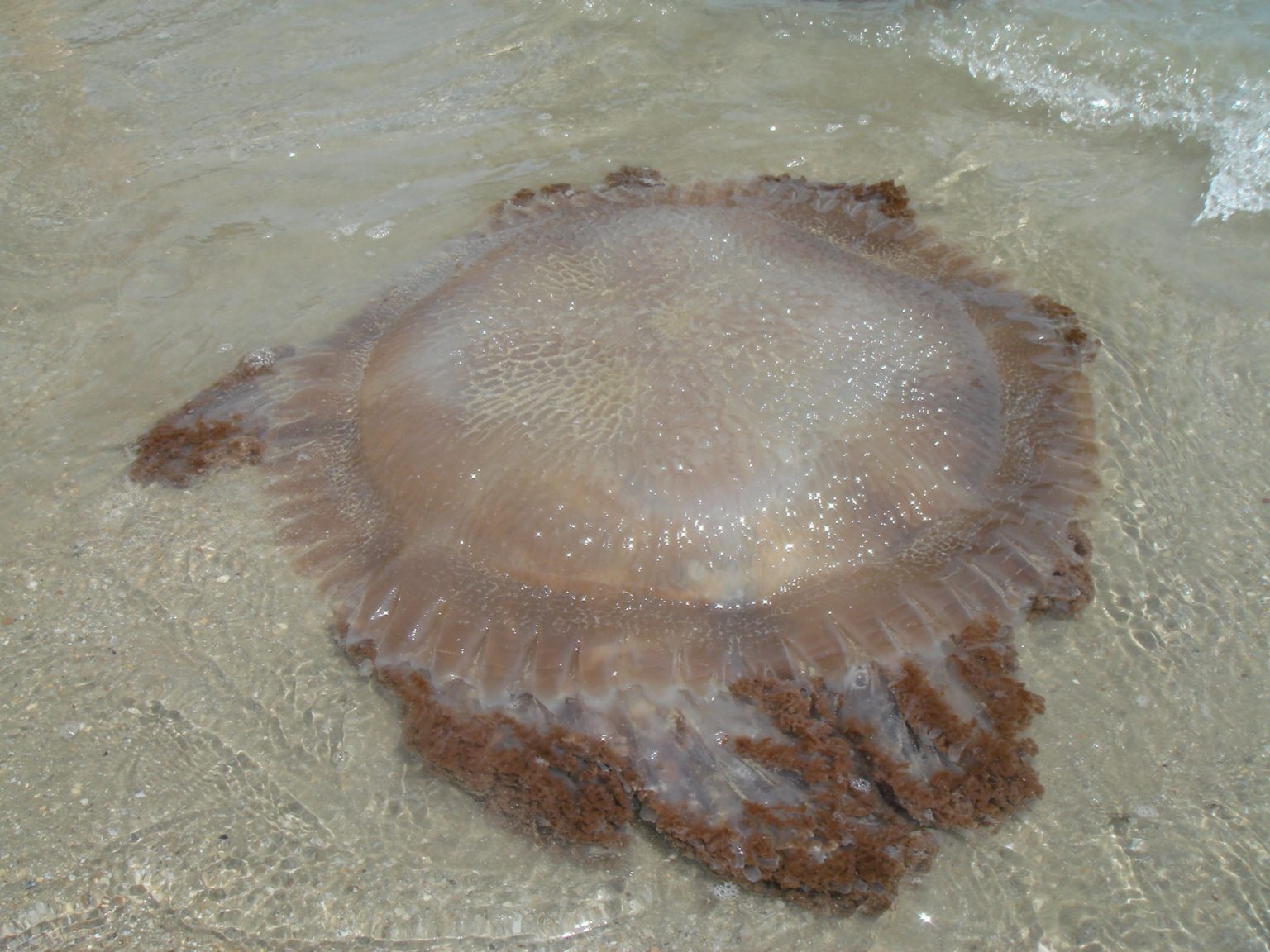 Jellyfish for food and its preparation - Bushguide 101