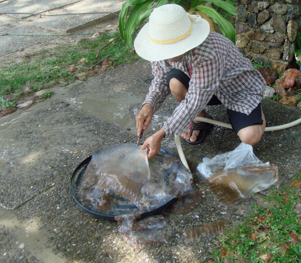 Jellyfish for food and its preparation - Bushguide 101