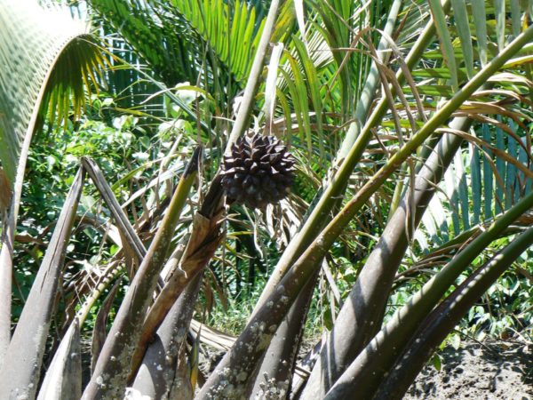 Harvesting and opening Nipa Palm fruits - Bushguide 101
