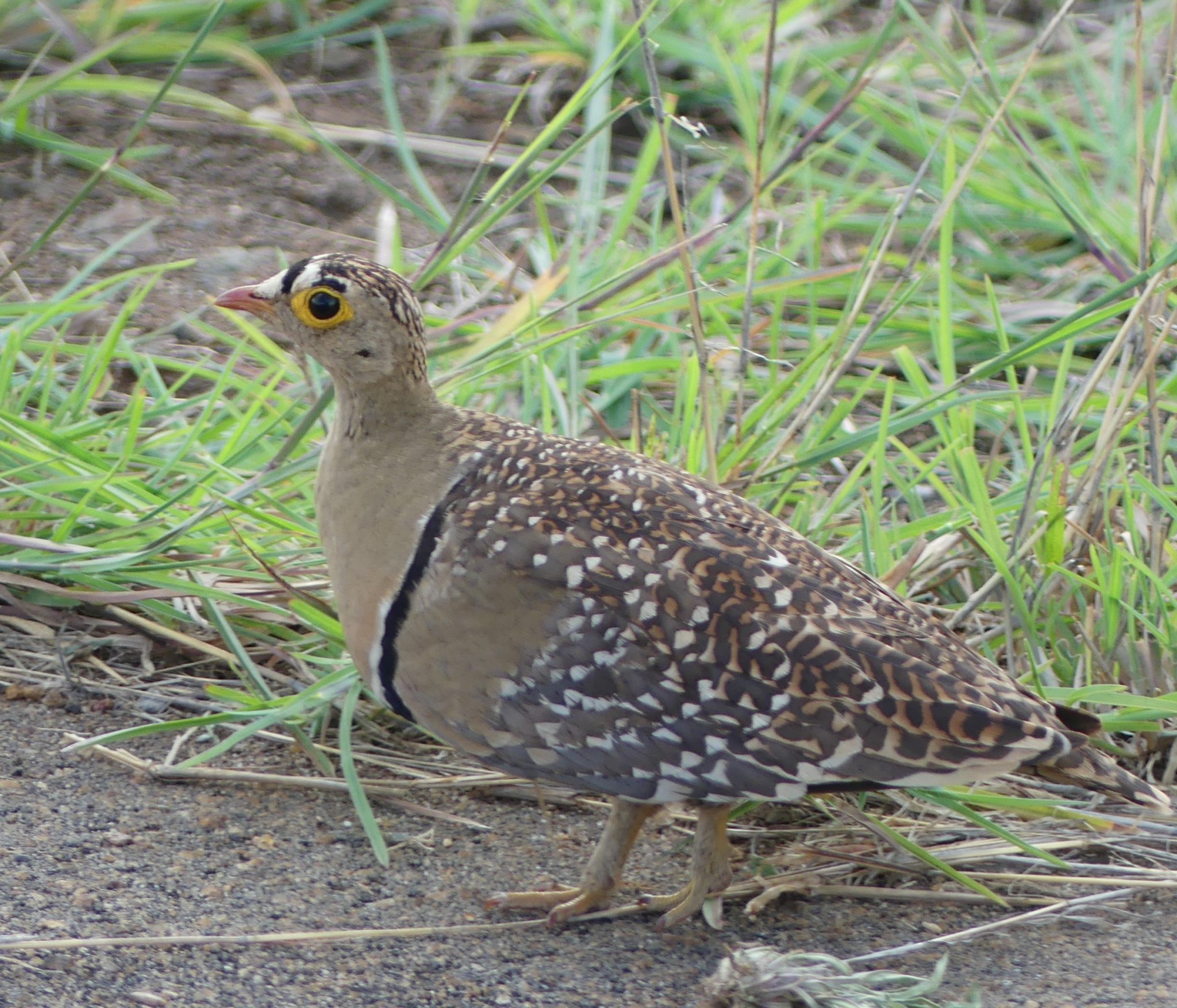 Double-banded Sandgrouse as water indicator - Bushguide 101