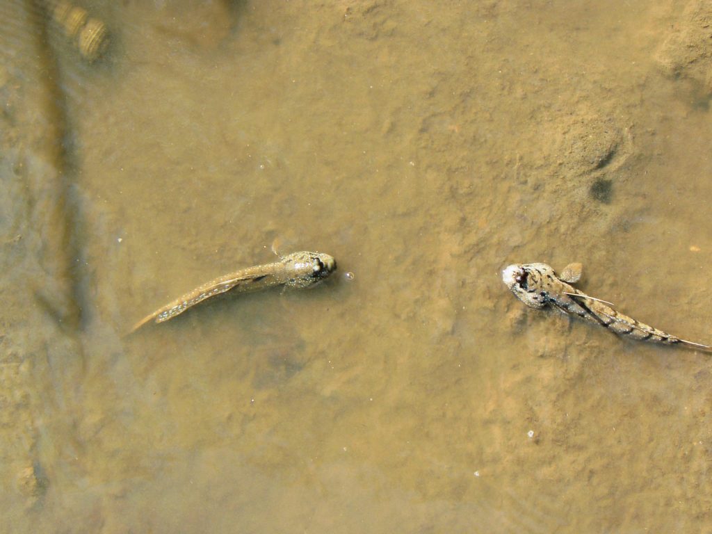 Mudskippers for food - Bushguide 101