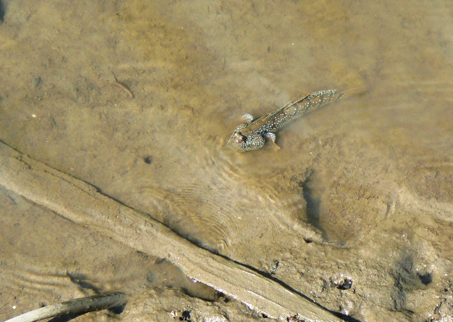 Mudskippers for food - Bushguide 101