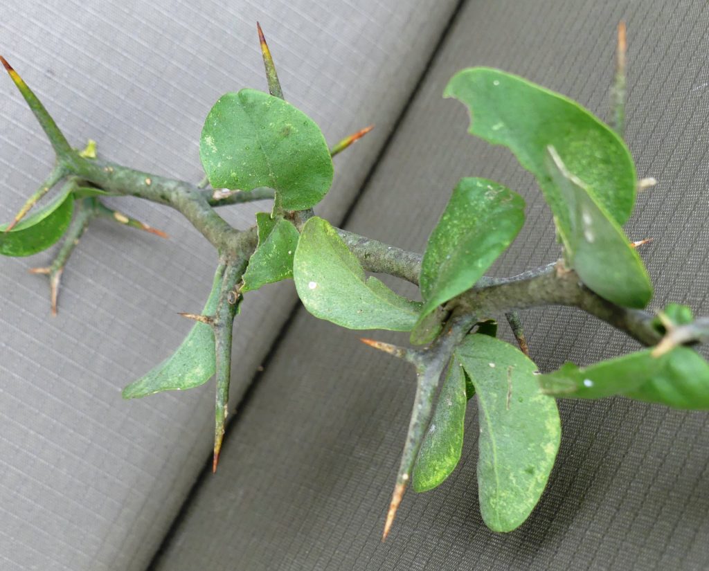Greenthorn tree and its uses - Bushguide 101