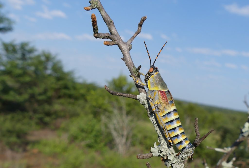 Poisonous beauty: The 'Elegant Grasshopper' - Bushguide 101