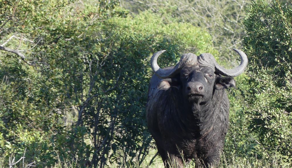 African Buffalo Attacks: How to Avoid the "Black Death" in the Bush ...