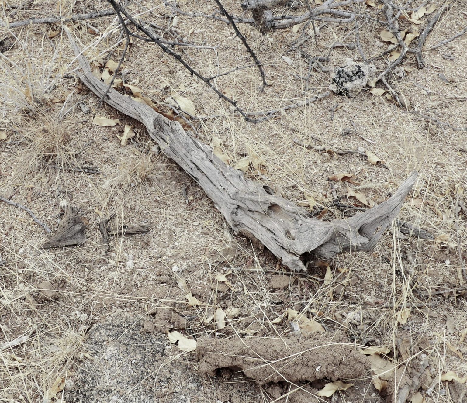 Firewood from Red Bushwillows is excellent - Bushguide 101