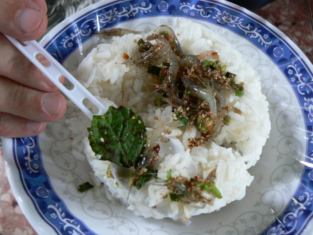 Ricefield shrimps for food - Bushguide 101