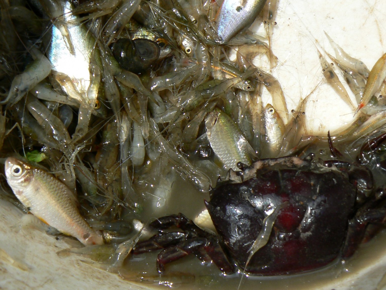 Hand lifting net (Yor lek) in Thailand - Bushguide 101