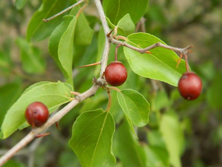 Buffalo thorn tree - an icon in Southern Africa - Bushguide 101