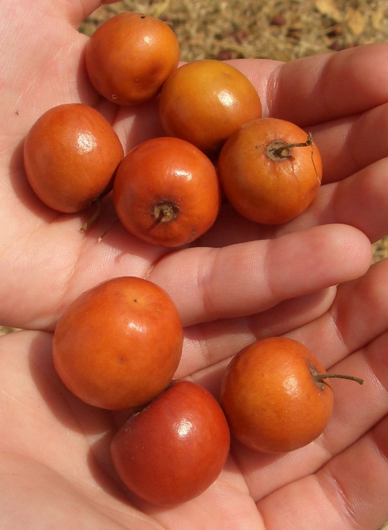 Jujube trees at Ayutthaya in Thailand - Bushguide 101