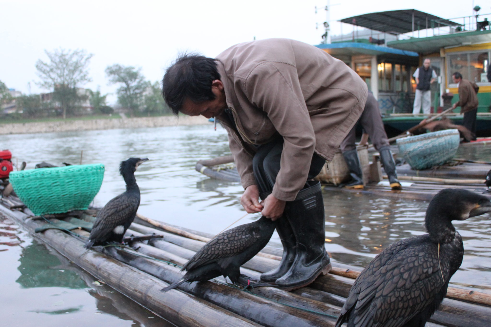 Cormorant fishing at Li Jiang River in China - Bushguide 101