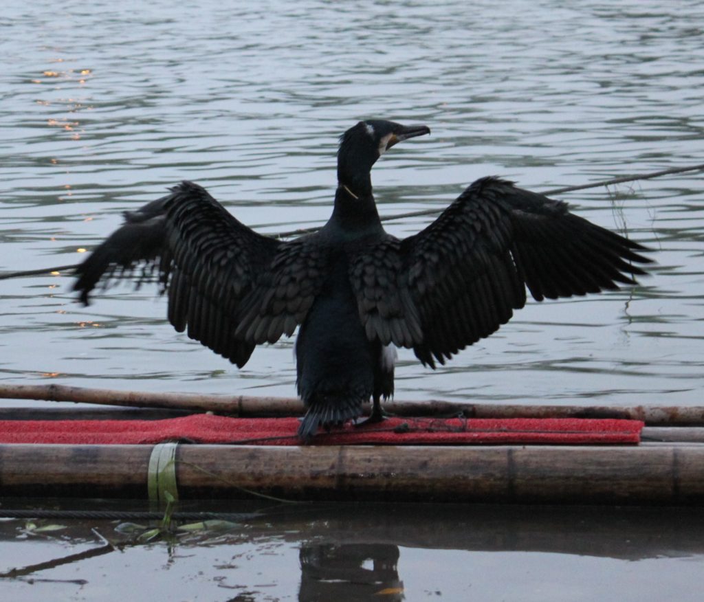 Cormorant fishing at Li Jiang River in China - Bushguide 101