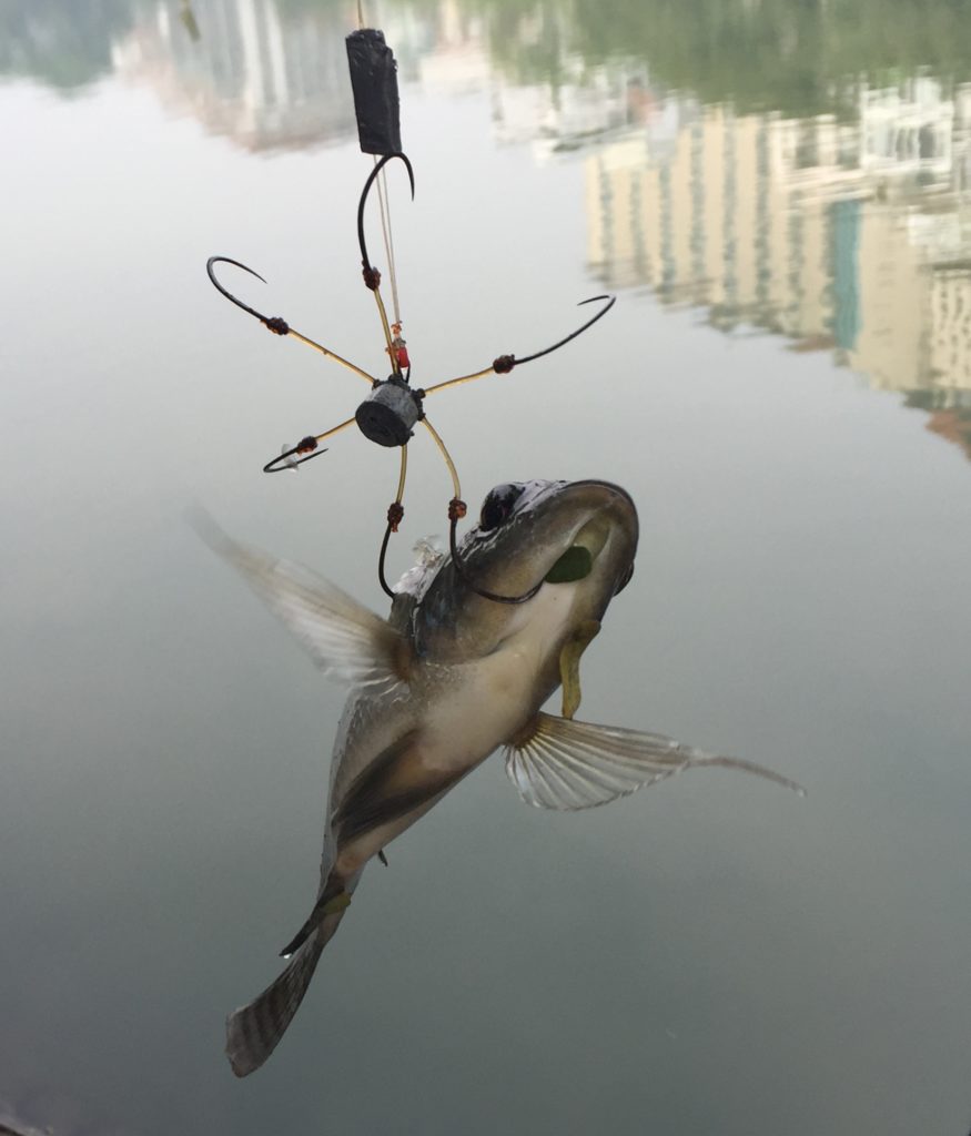 Fish ripping in Hanoi, Vietnam - Bushguide 101