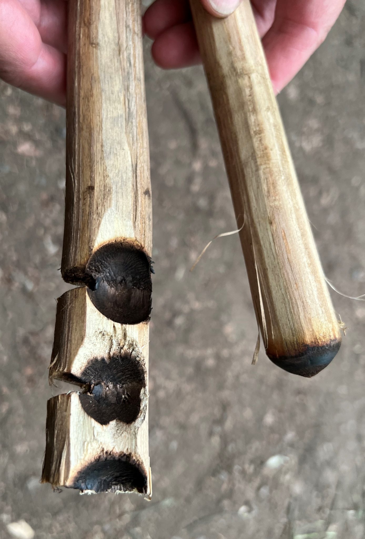 Bow drilling in Australia by Gordon Dedman - Bushguide 101