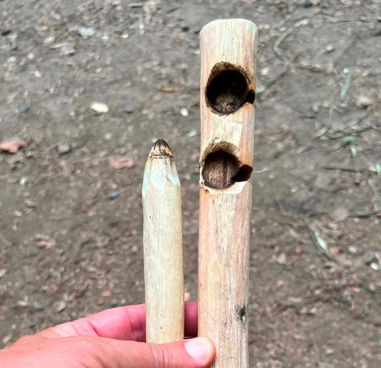 Australian friction-fire woods 1 - Bushguide 101