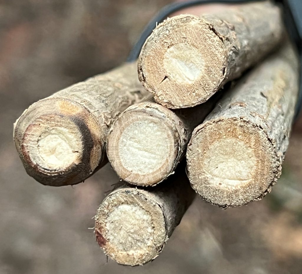 Hand drilling in UK as taught by Dave Watson - Bushguide 101