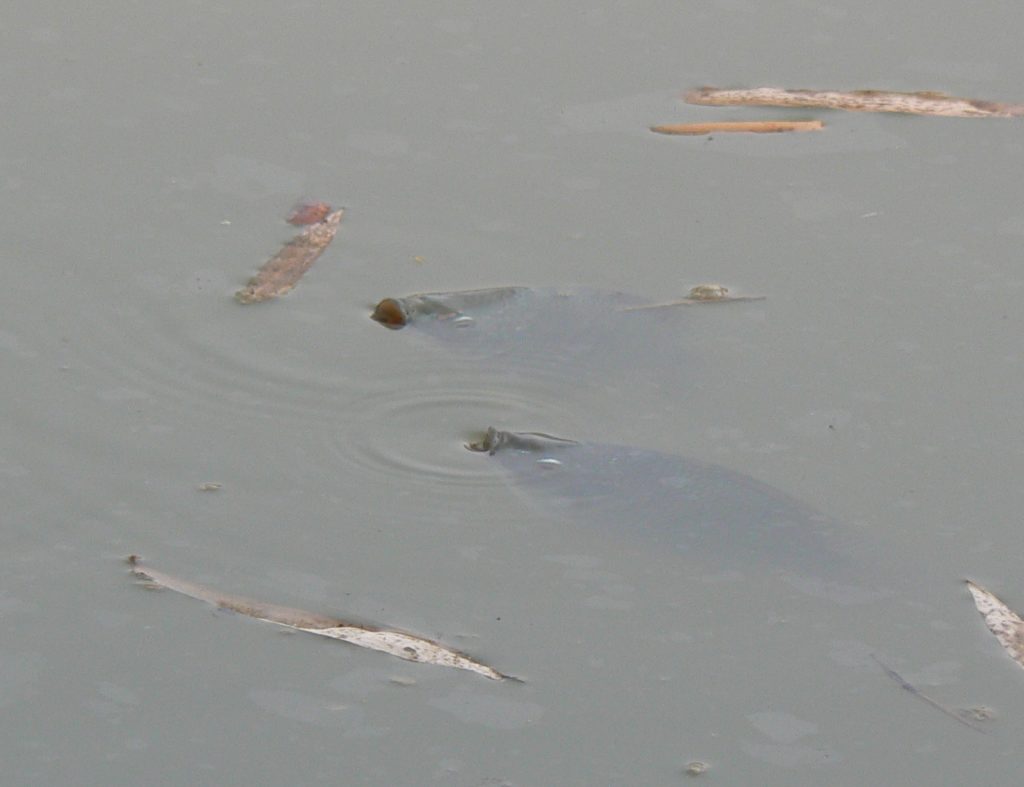 Fish ripping in Hanoi, Vietnam - Bushguide 101