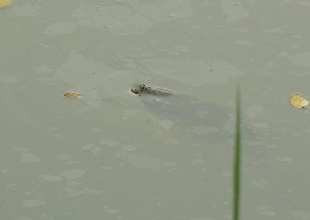 Fish ripping in Hanoi, Vietnam - Bushguide 101