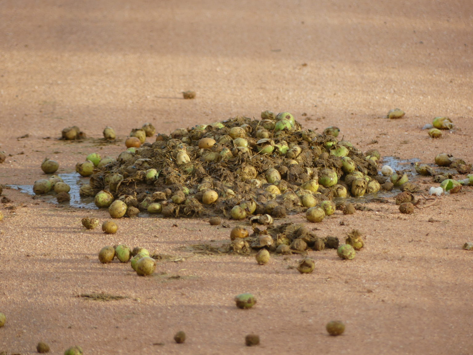 Trunk it - it's Marula beer! - Bushguide 101
