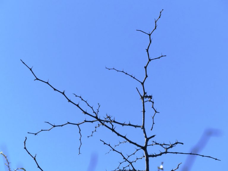 Buffalo thorn tree - an icon in Southern Africa - Bushguide 101