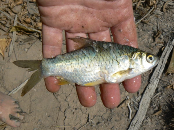 Pla Ra – Thailand’s fermented fish condiment - Bushguide 101