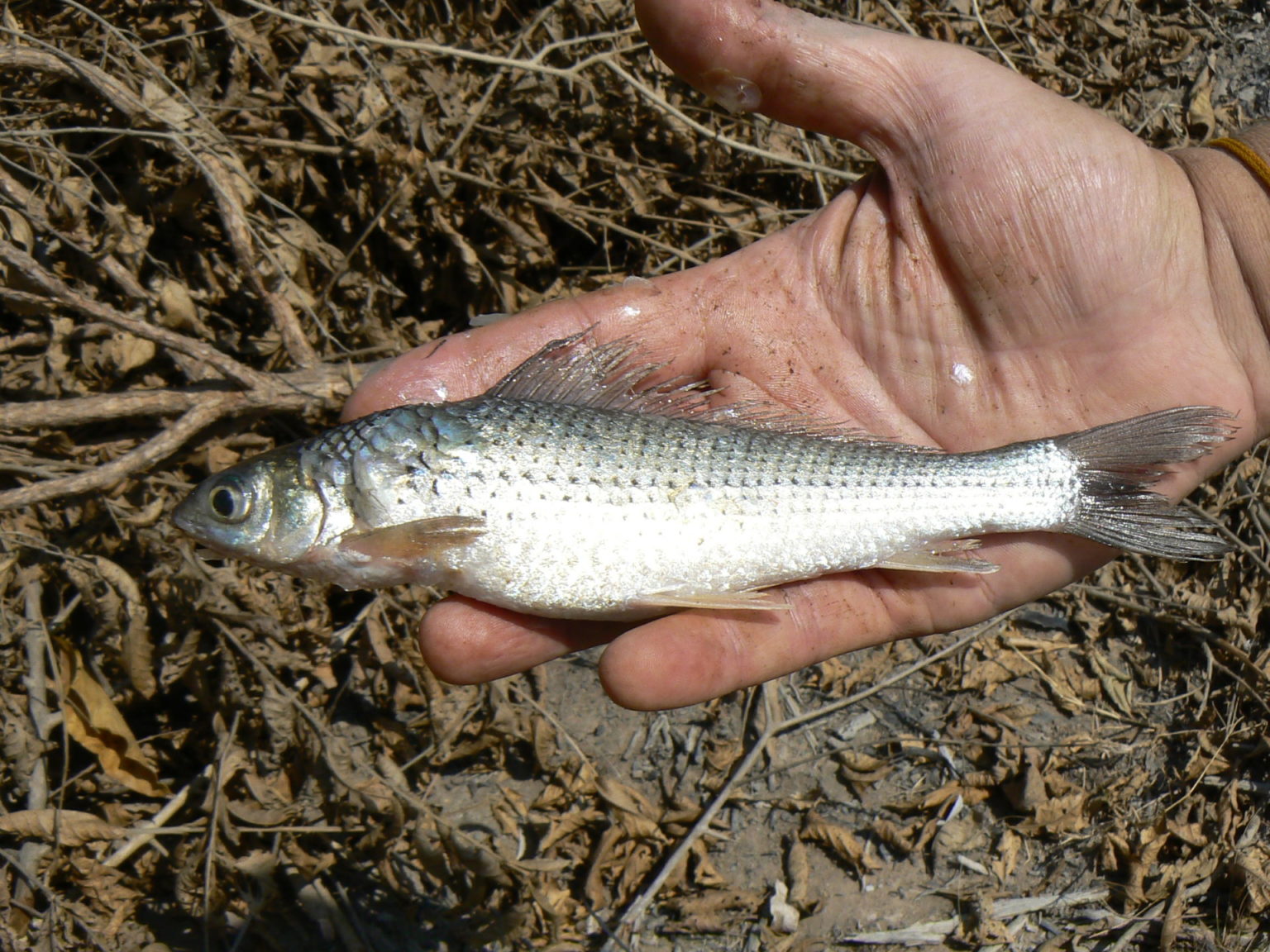 Pla Ra – Thailand’s fermented fish condiment - Bushguide 101