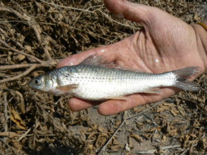 Pla Ra – Thailand’s fermented fish condiment - Bushguide 101