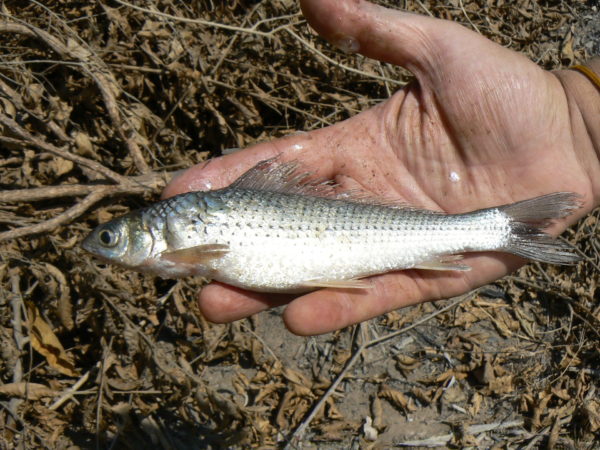 Pla Ra – Thailand’s fermented fish condiment - Bushguide 101