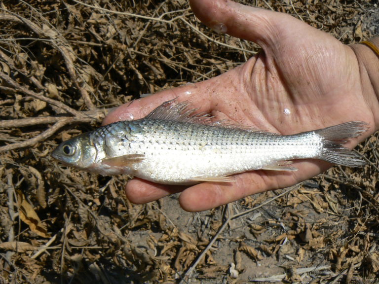 Pla Ra – Thailand’s fermented fish condiment - Bushguide 101