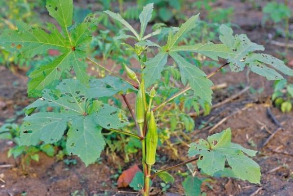 Okra plants in D.R. Congo - Bushguide 101