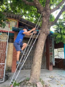 Indochina Dragon Plums from Hanoi streets - Bushguide 101