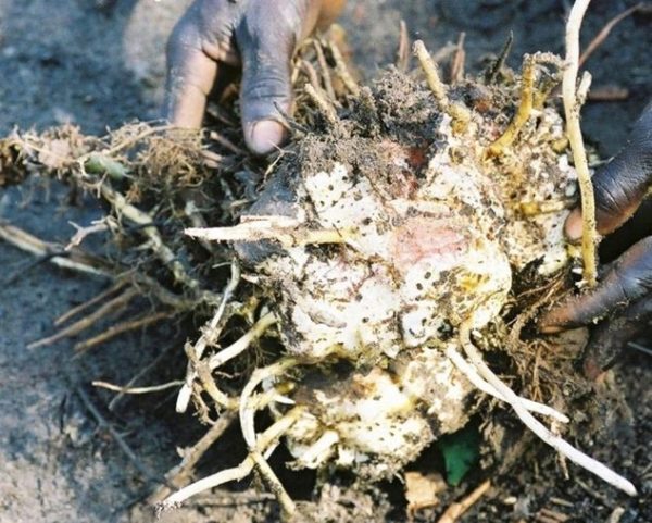 Bush Yams in Western- and Central Africa - Bushguide 101