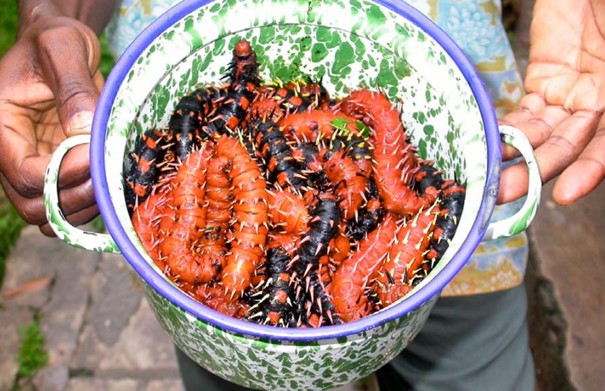 Collection of edible caterpillars in D.R. Congo - Bushguide 101
