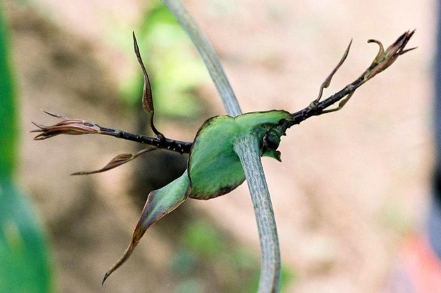 Bush Yams in Western- and Central Africa - Bushguide 101