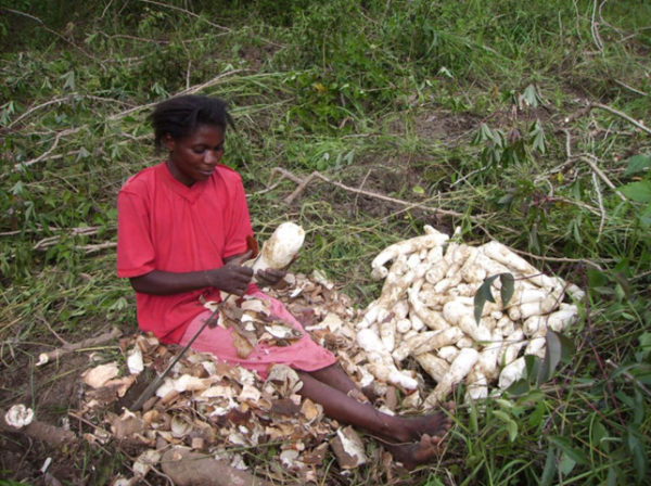 Traditional processing of cassava in Congo - Bushguide 101