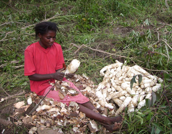 Traditional processing of cassava in Congo - Bushguide 101
