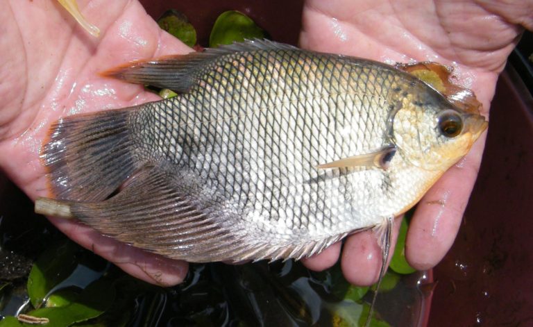 Pla Ra – Thailand’s fermented fish condiment - Bushguide 101