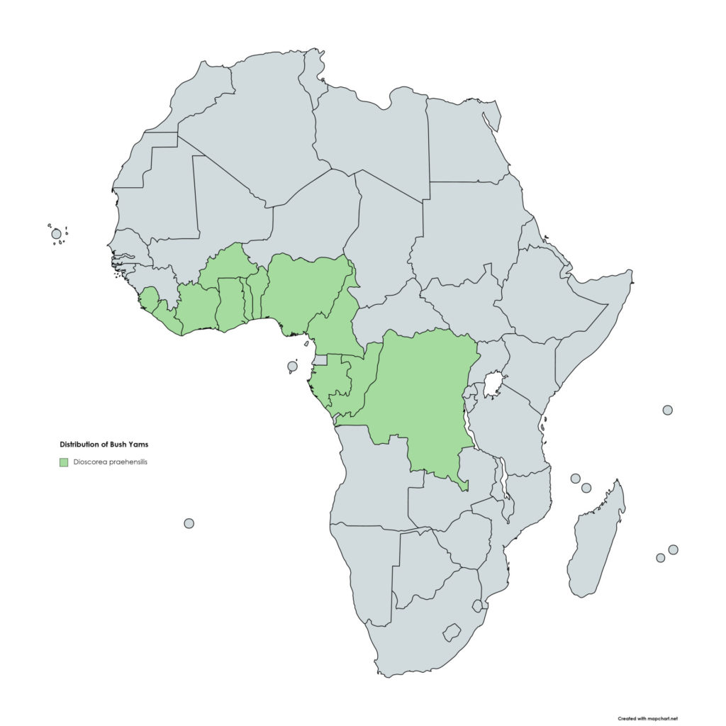 Bush Yams in Western- and Central Africa - Bushguide 101