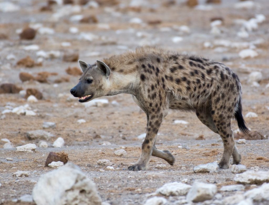 Spotted hyenas are successful hunters - Bushguide 101