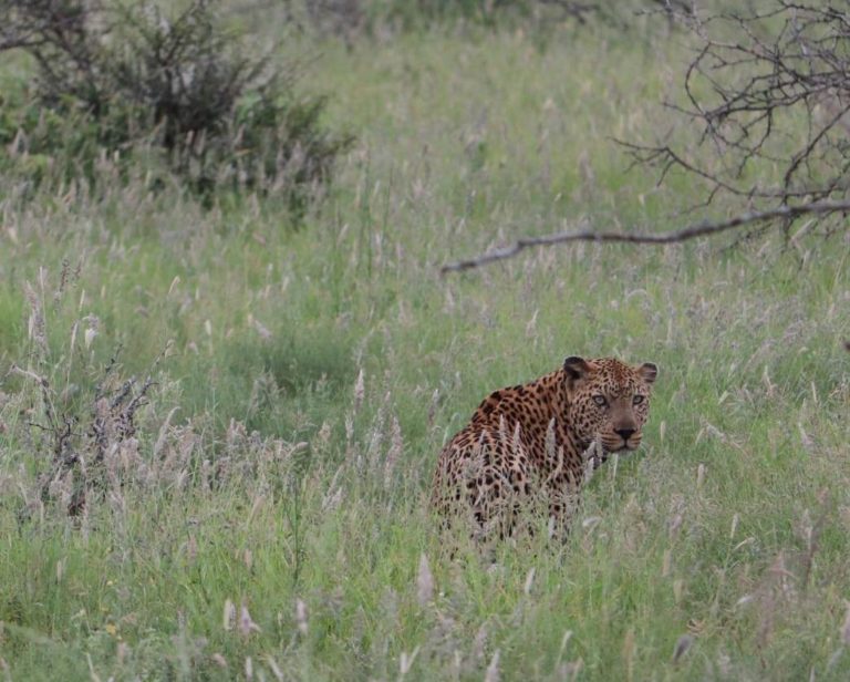 Spotted beauties: Leopards in Southern Africa - Bushguide 101
