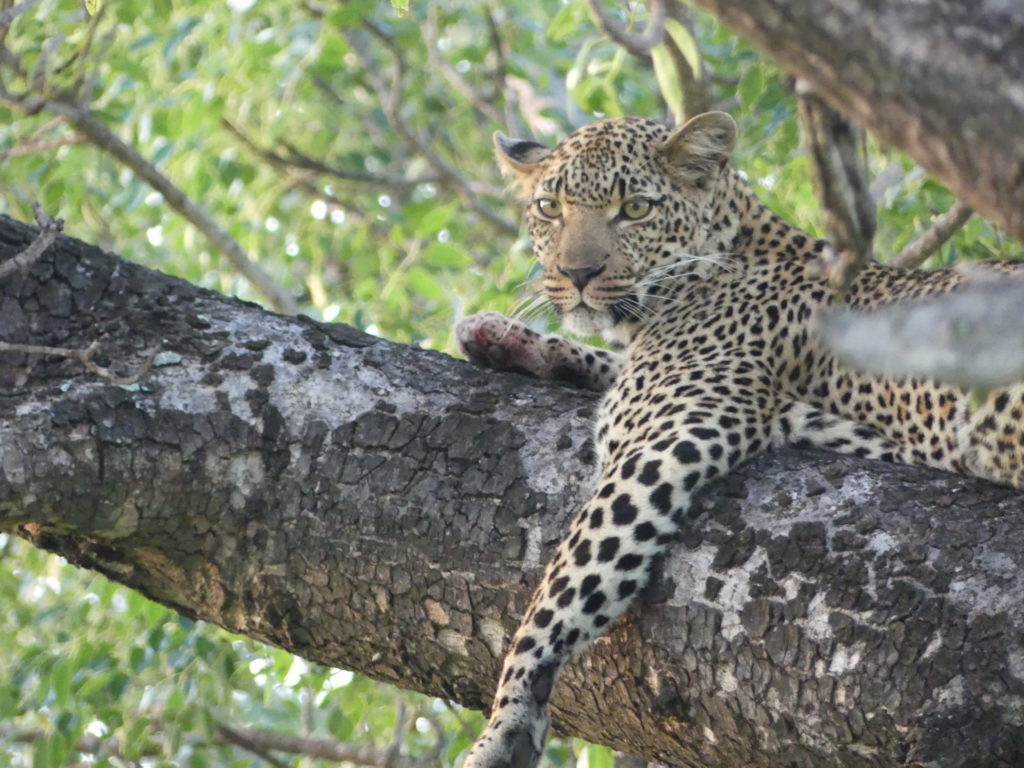 Spotted beauties: Leopards in Southern Africa - Bushguide 101